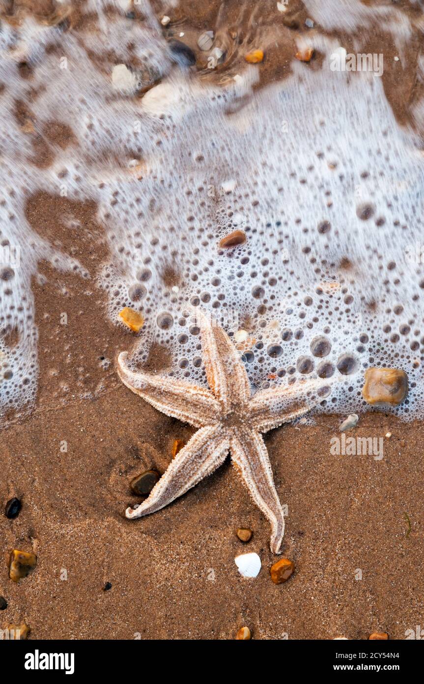 Common starfish hi-res stock photography and images - Alamy