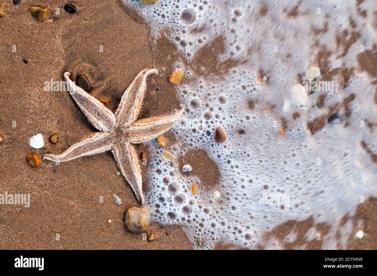 Common starfish hi-res stock photography and images - Alamy