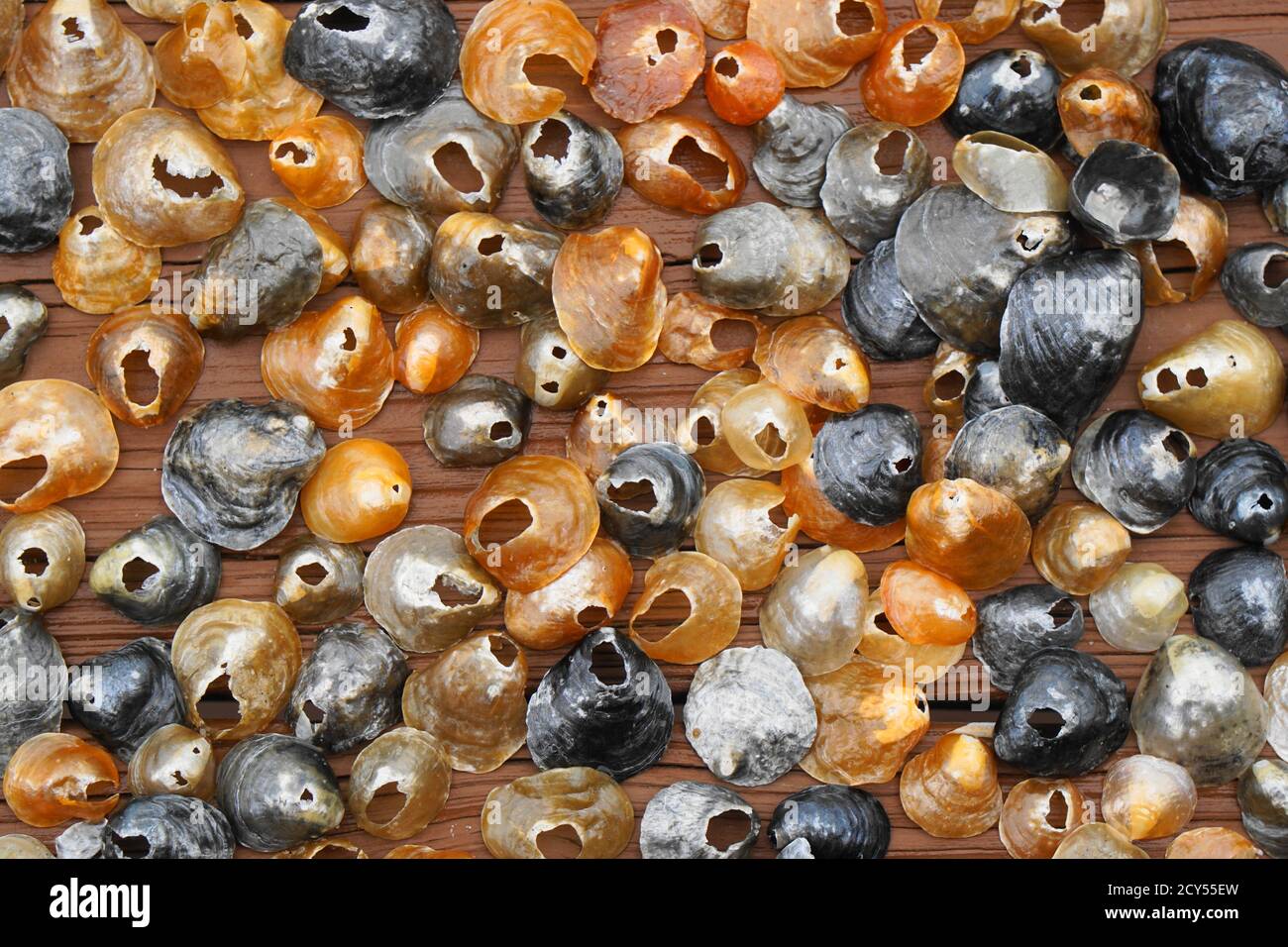 Jingle shells (also known as mermaid's toenails) collected from Ocean ...
