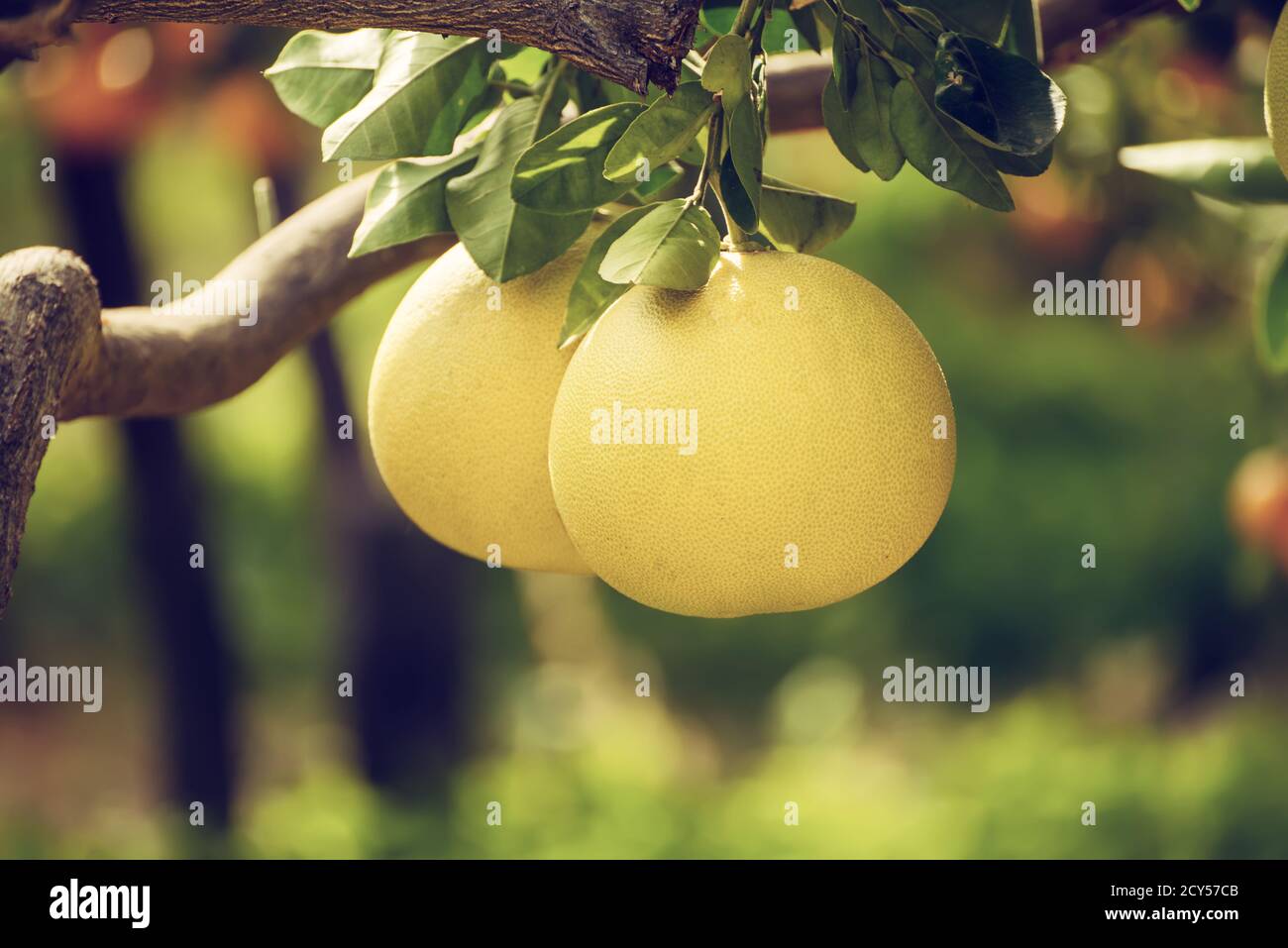 Ripe pomelo fruits hang on the trees in the citrus garden. Harvest of ...