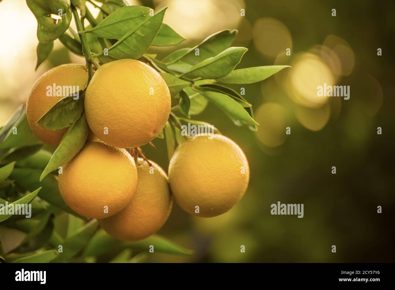Orange And Lemon Trees High Resolution Stock Photography and Images - Alamy