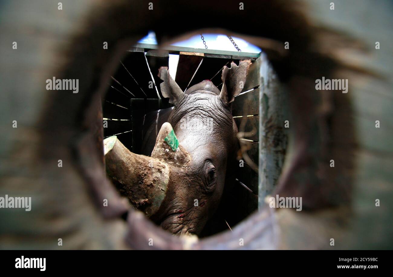 Translocation animal hi-res stock photography and images - Alamy