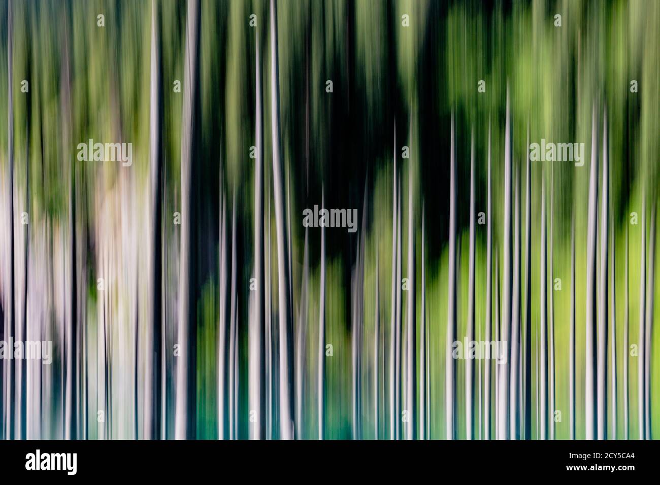 Abstract background of empty trees blurred vertically Stock Photo - Alamy