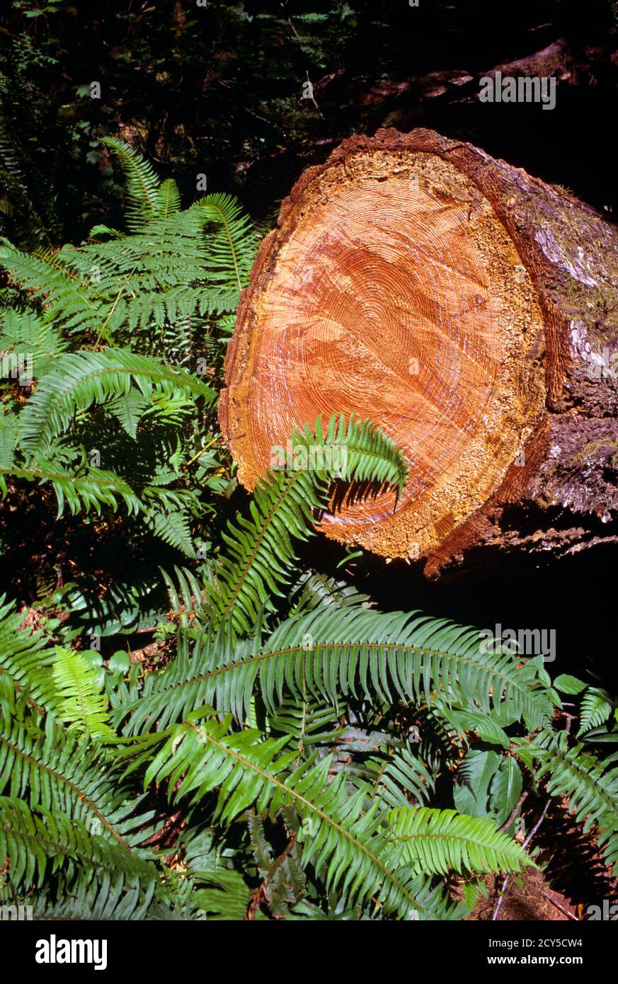 1990s CROSS SECTION OF FRESHLY CUT PINE TREE LYING AMID FERNS - kt6958 ...