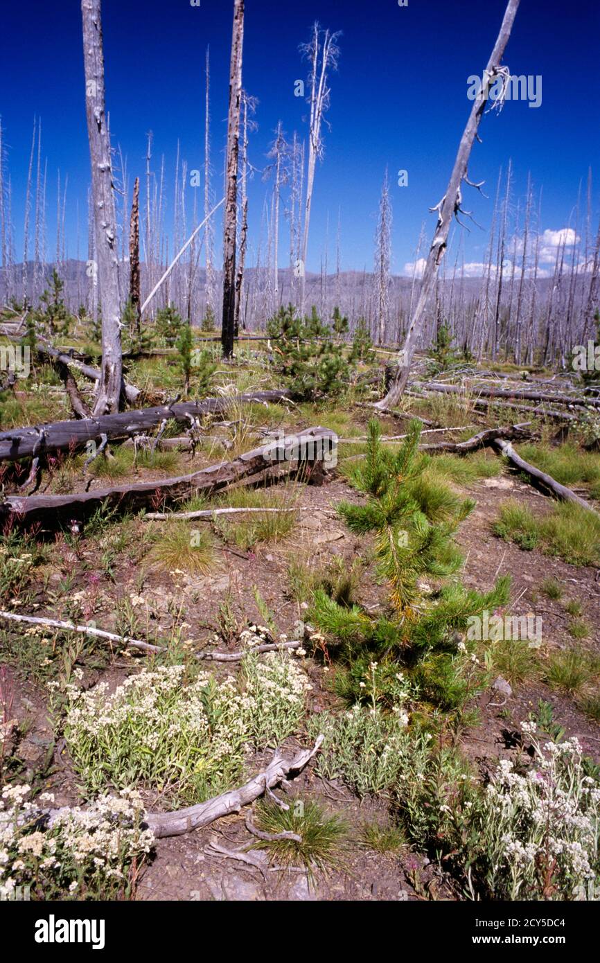 1990s NEW GROWTH TEN YEARS AFTER FOREST FIRE YELLOWSTONE NATIONAL PARK ...