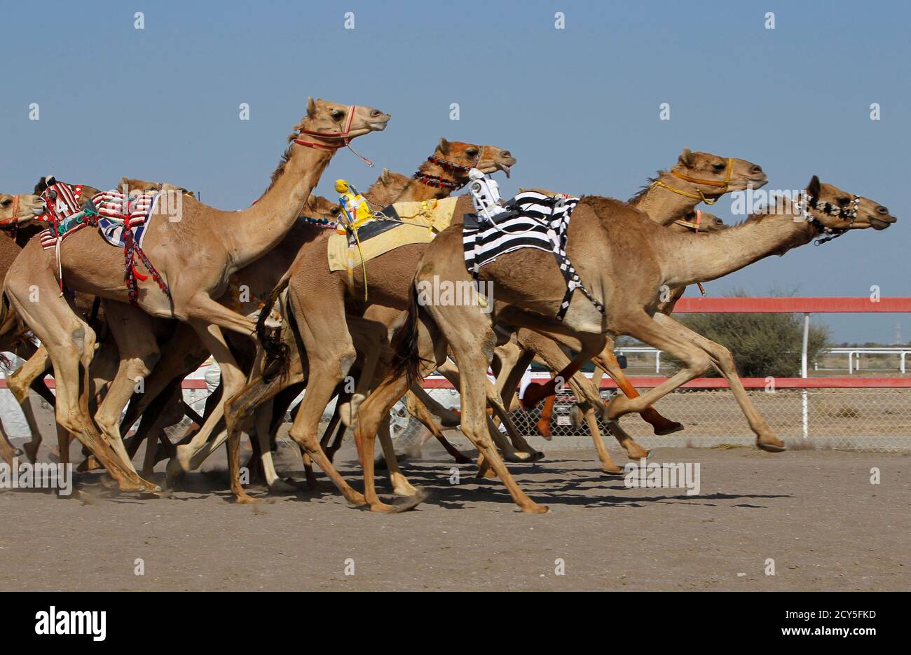 Omani wildlife hi-res stock photography and images - Alamy