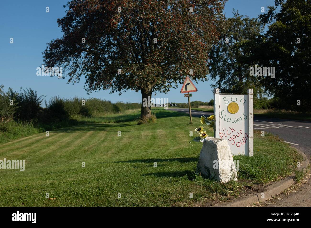 Pick your Own Sunflowers Stock Photo - Alamy
