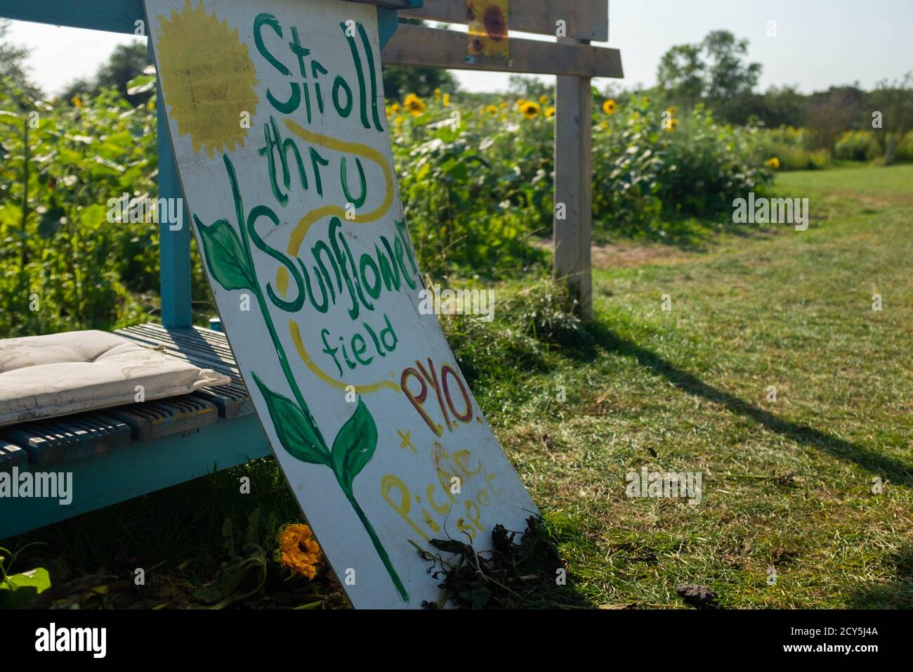 Pick your Own Sunflowers Stock Photo - Alamy
