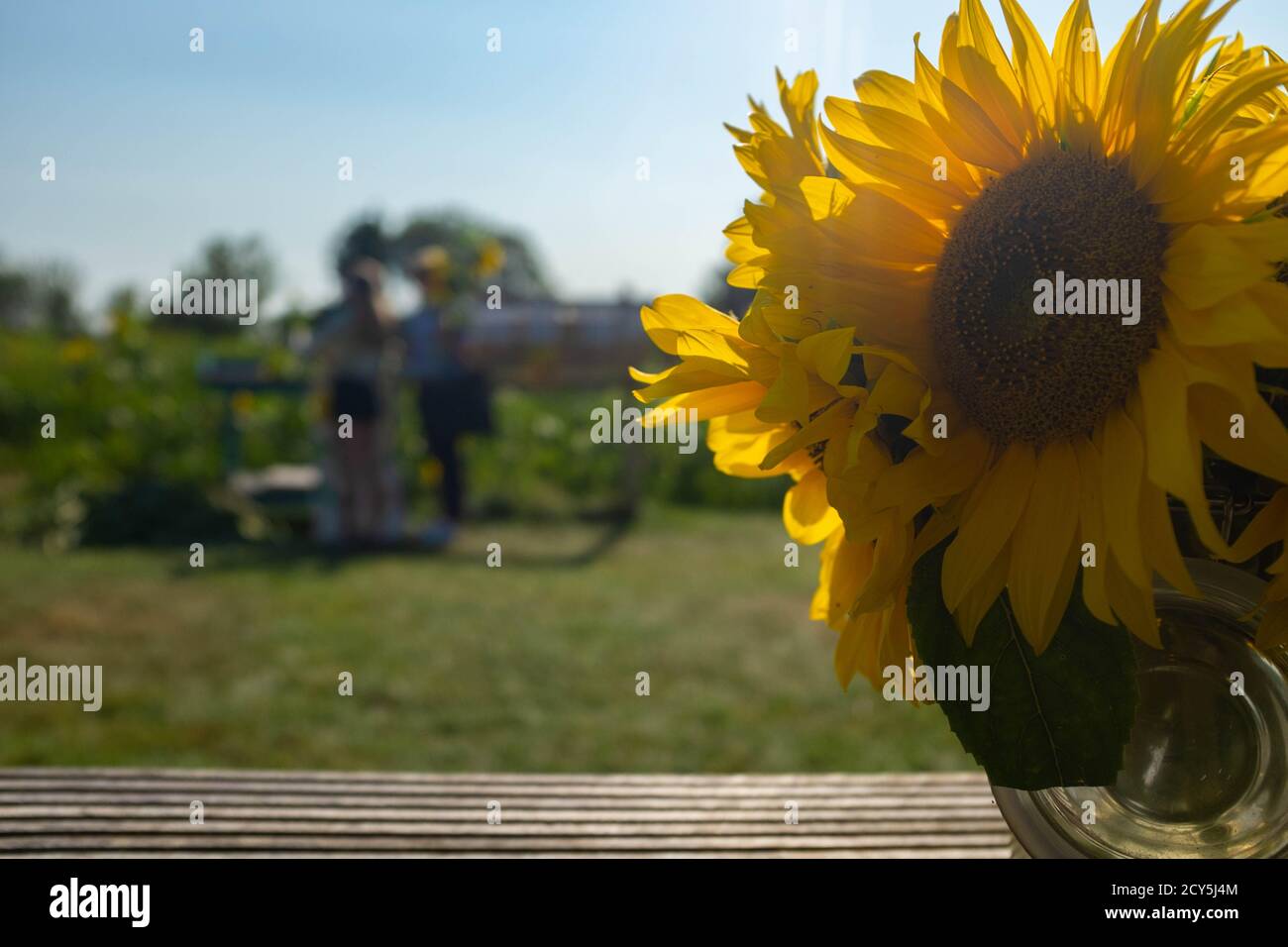 Pick your Own Sunflowers Stock Photo - Alamy