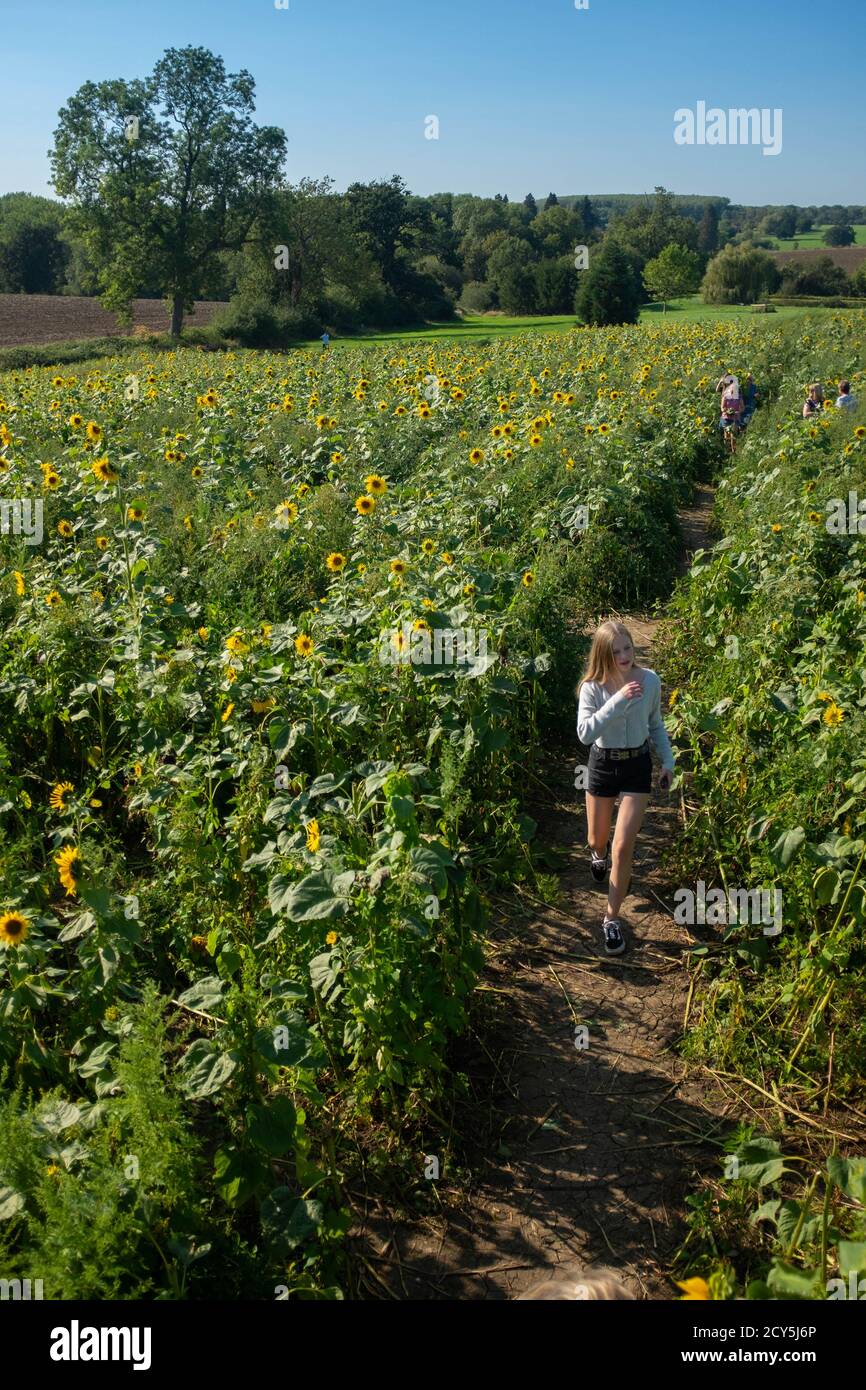 Pick your Own Sunflowers Stock Photo - Alamy