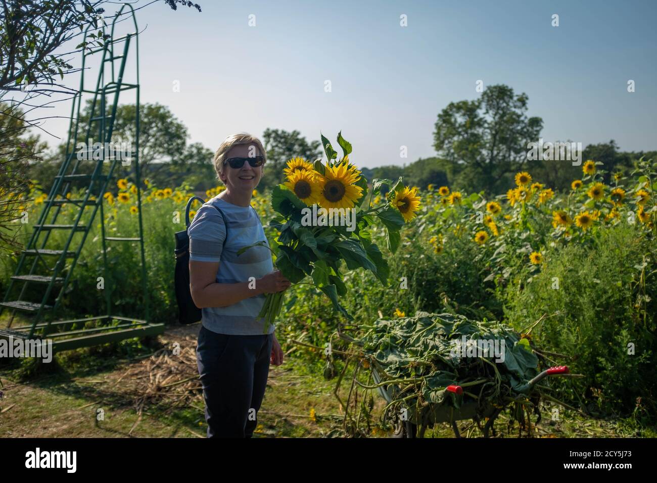 Pick your Own Sunflowers Stock Photo - Alamy