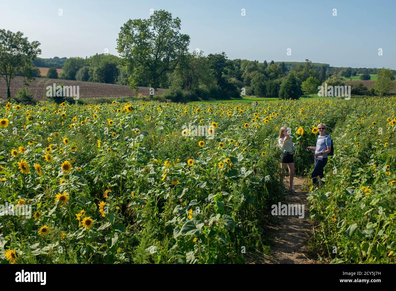 Pick your own sunflowers hi-res stock photography and images - Alamy