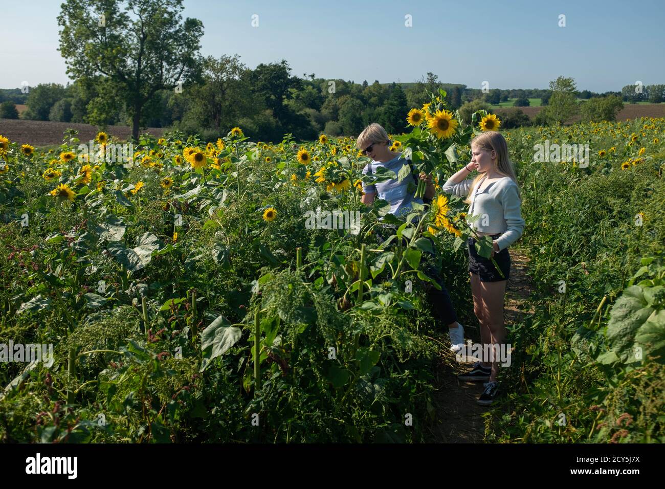 Pick own flowers hi-res stock photography and images - Alamy