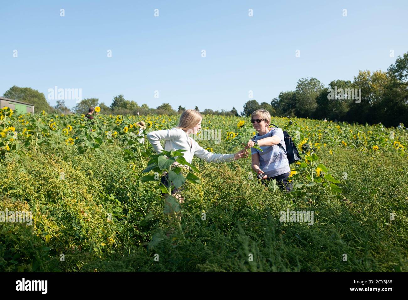 Pick your Own Sunflowers Stock Photo - Alamy