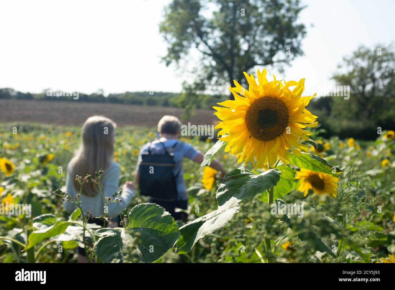 Pick your Own Sunflowers Stock Photo - Alamy