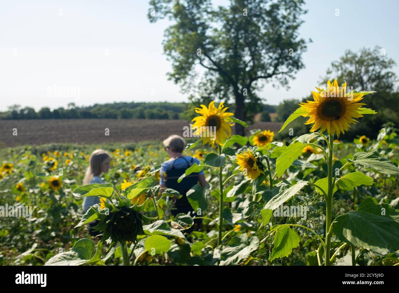 Pick your Own Sunflowers Stock Photo - Alamy