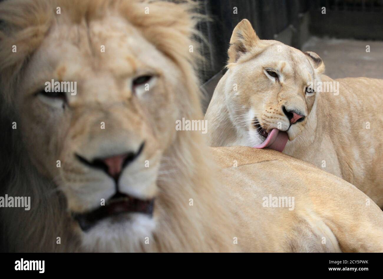 Agata russia hi-res stock photography and images - Alamy