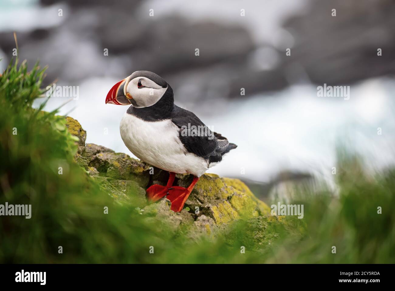 Single Atlantic puffin bird standing on the rock over the sea. Animal ...