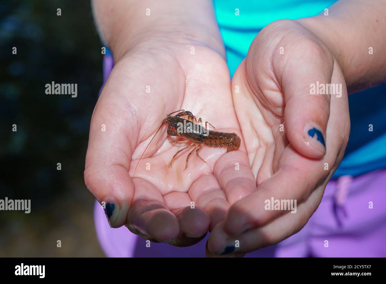 Small crayfish in child's hands Stock Photo - Alamy