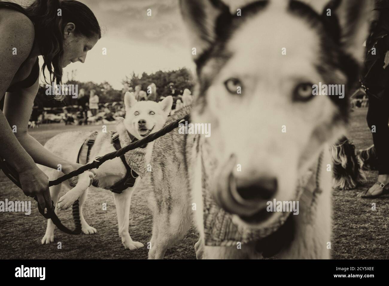 Close up of husky dog at dog show Stock Photo - Alamy
