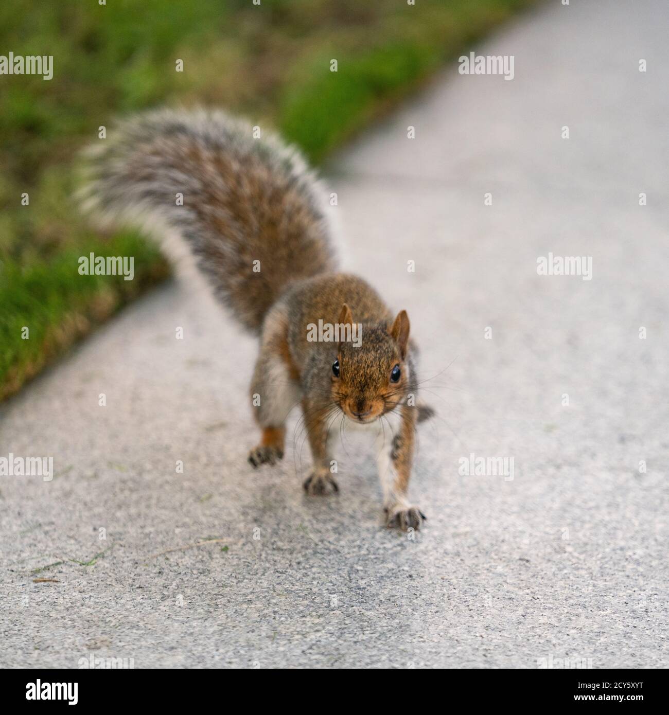 Jubilee playground hi-res stock photography and images - Alamy