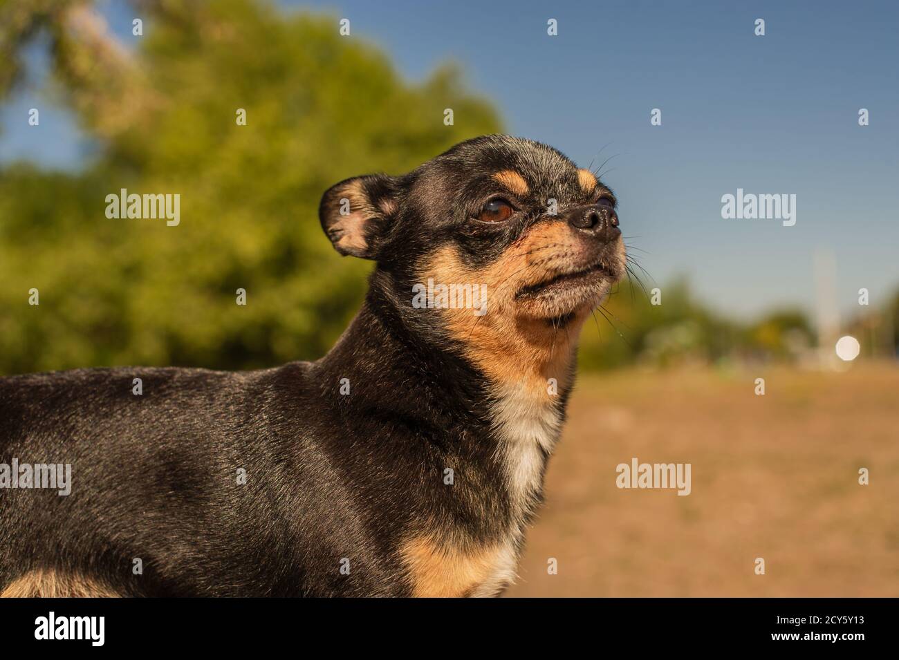 Small breeds of dogs. The pet must walk outdoors. Portrait of a dog ...