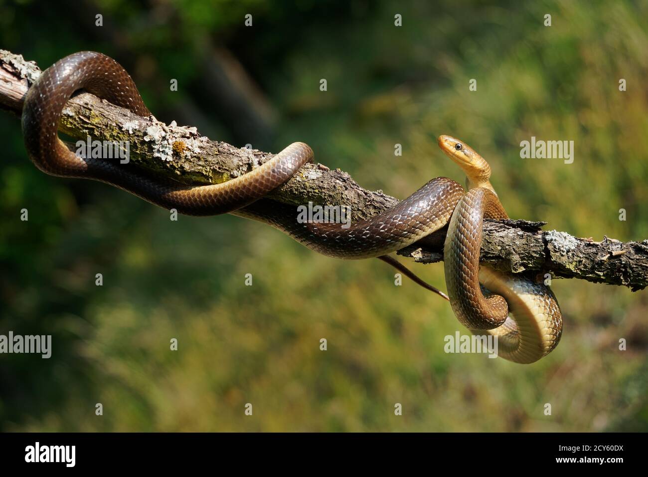 Olive green snake hi-res stock photography and images - Alamy