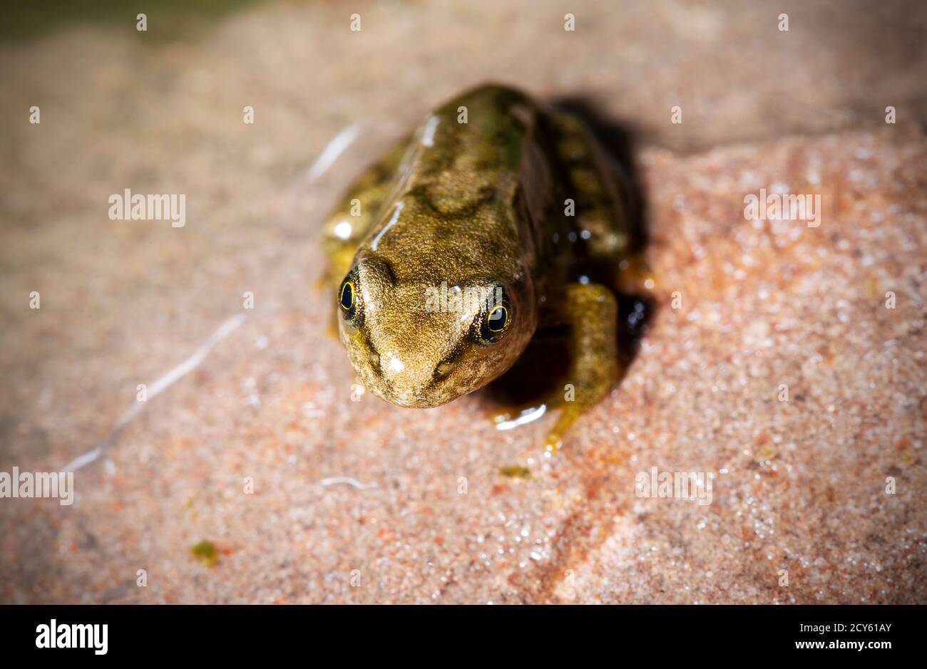 Froglet of the Common Frog (Rana temporaria) on a Wet Rock Stock Photo ...