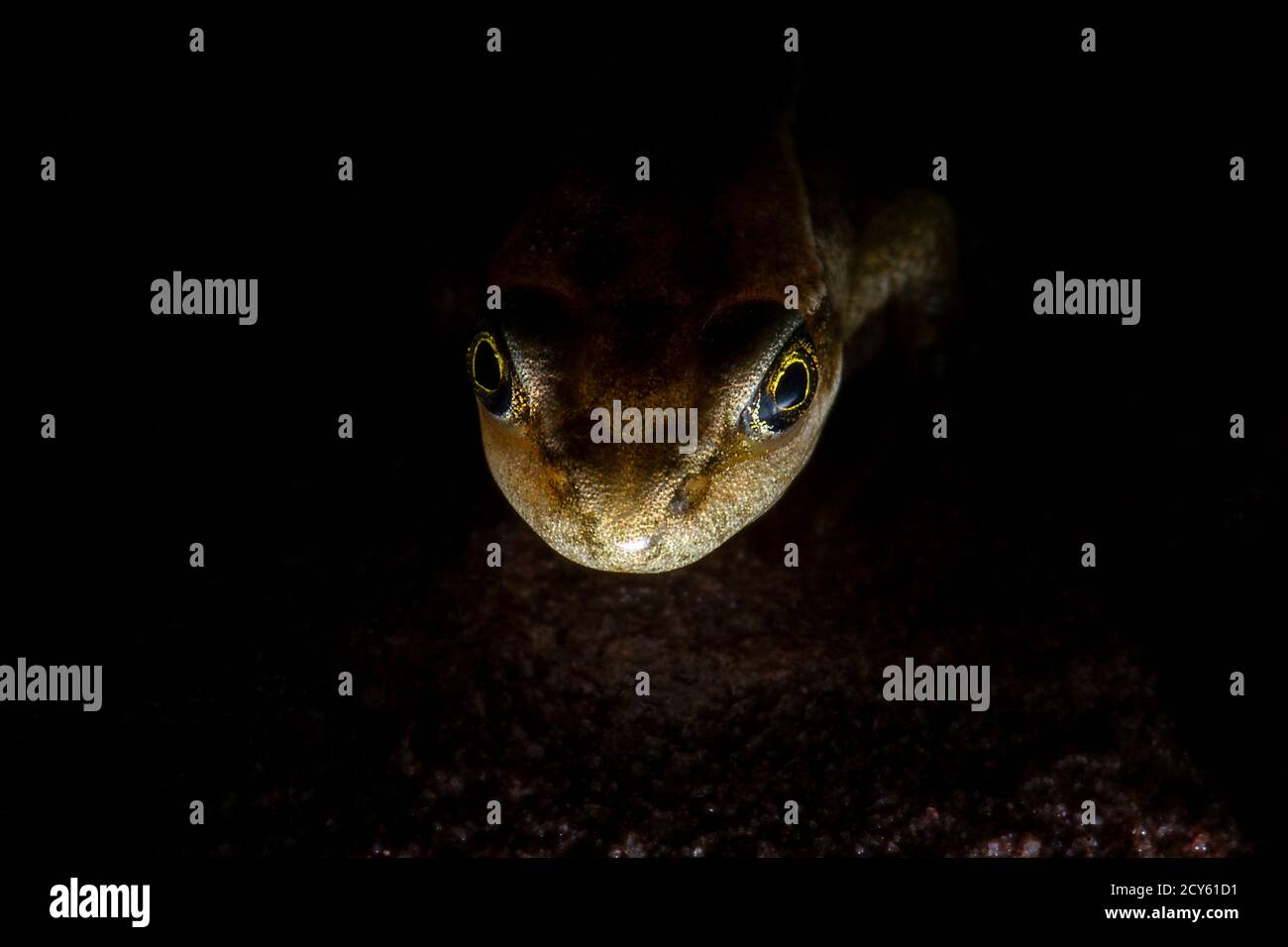 Frog face hi-res stock photography and images - Alamy
