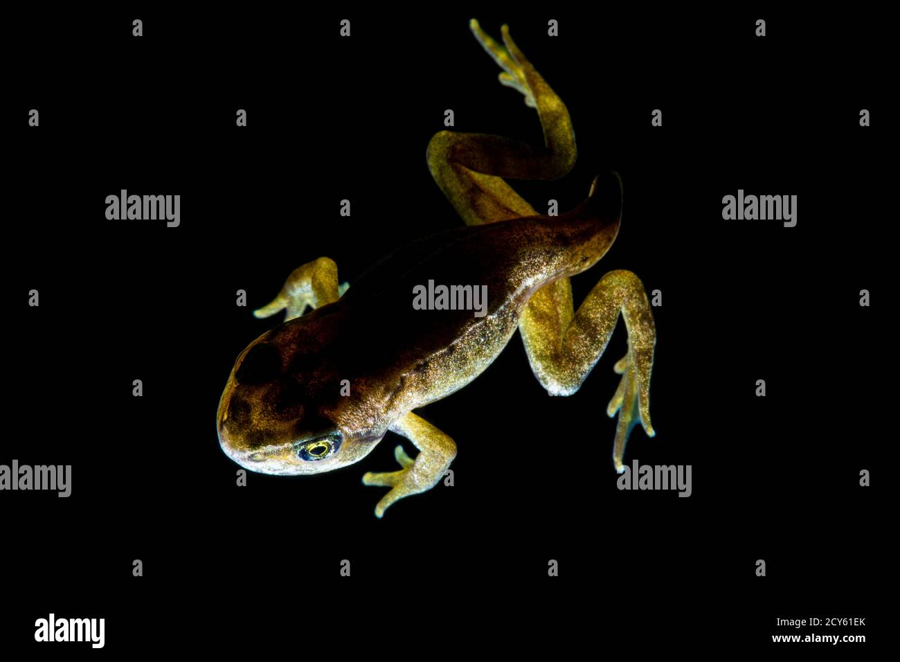 Translucent frog hi-res stock photography and images - Alamy