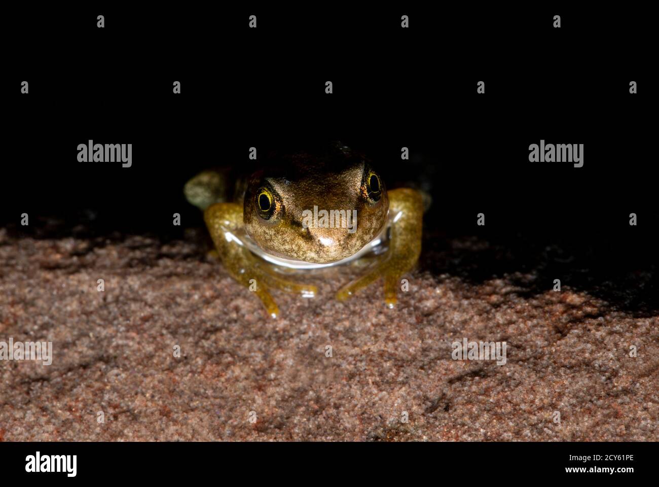 Froglet of the Common Frog (Rana temporaria) Crawling Out of the Pond ...