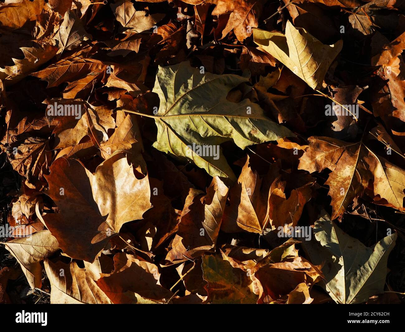 High angle view of colorful fall leaves on the ground Stock Photo - Alamy