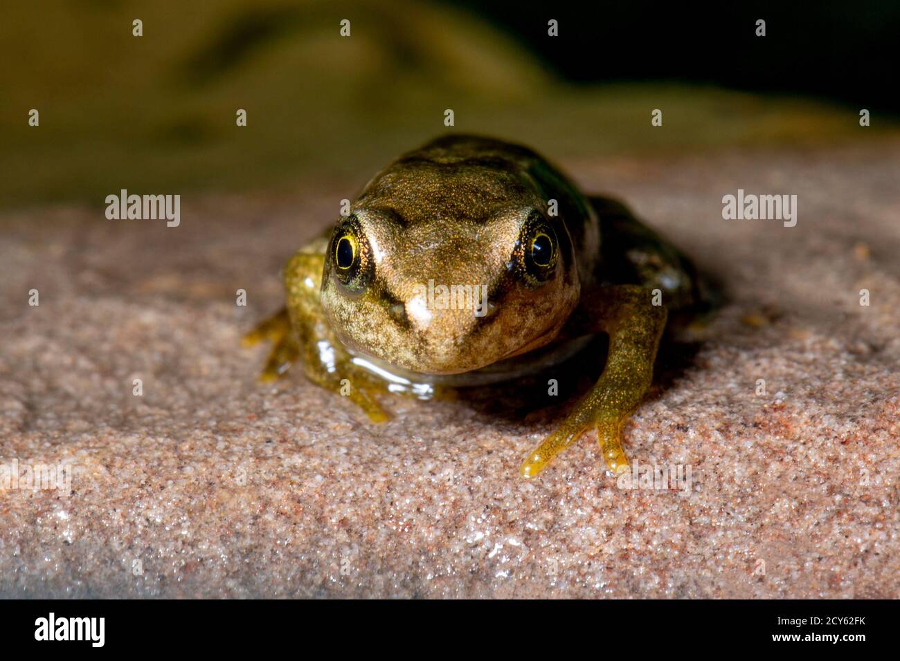 Froglet of the Common Frog (Rana temporaria) Crawling Out of the Pond ...