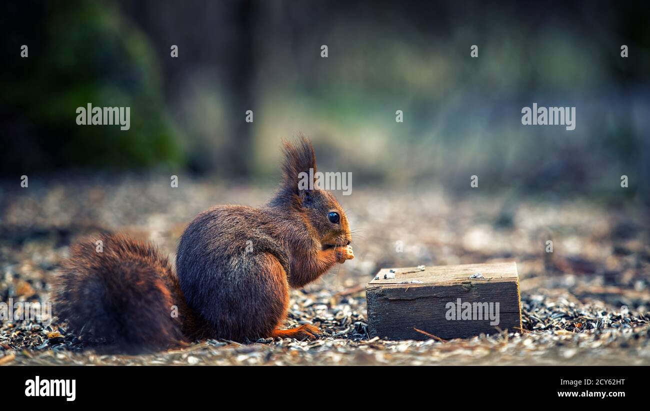 Squirrels Head High Resolution Stock Photography and Images - Alamy