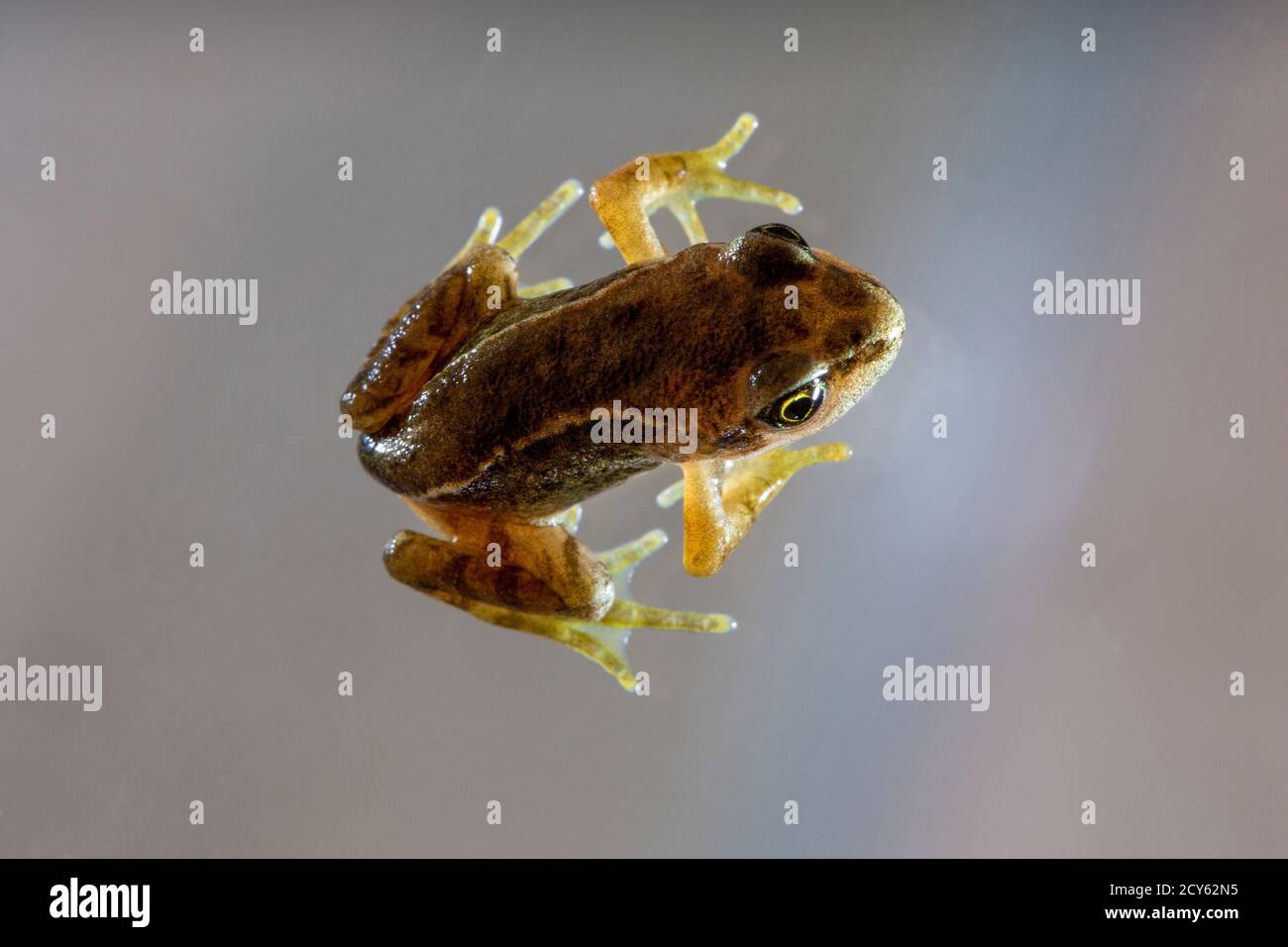 Froglet Black And White