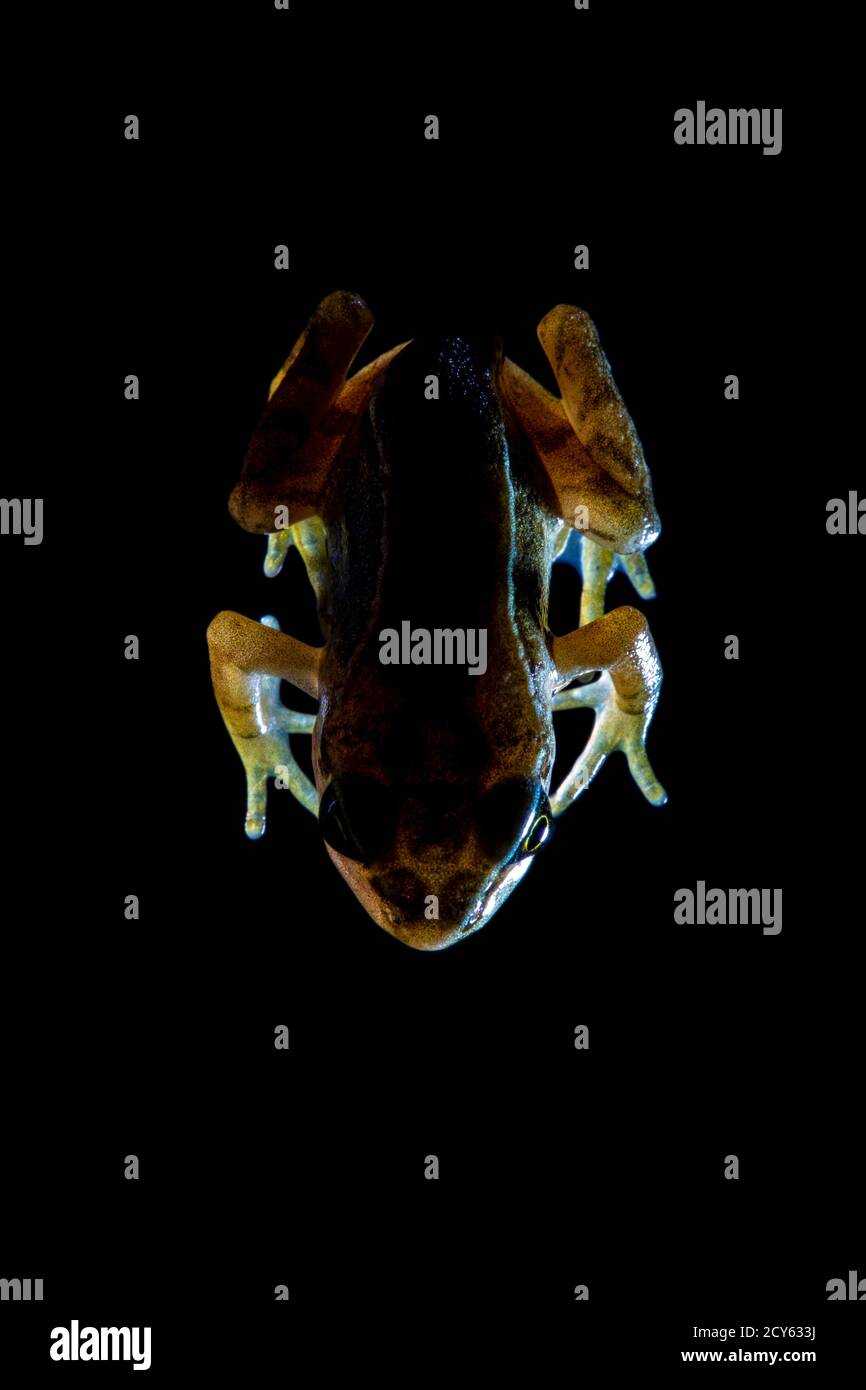 Translucent frog hi-res stock photography and images - Alamy