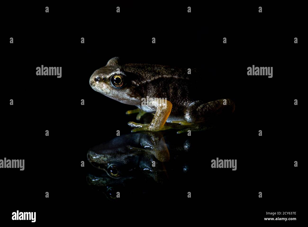 Side view of Froglet of the Common Frog (Rana temporaria) with ...