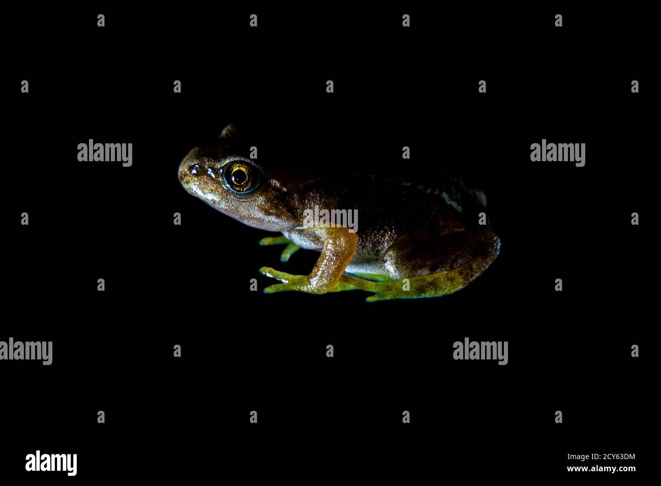 Froglet of the Common Frog (Rana temporaria) Cut Out on Black ...