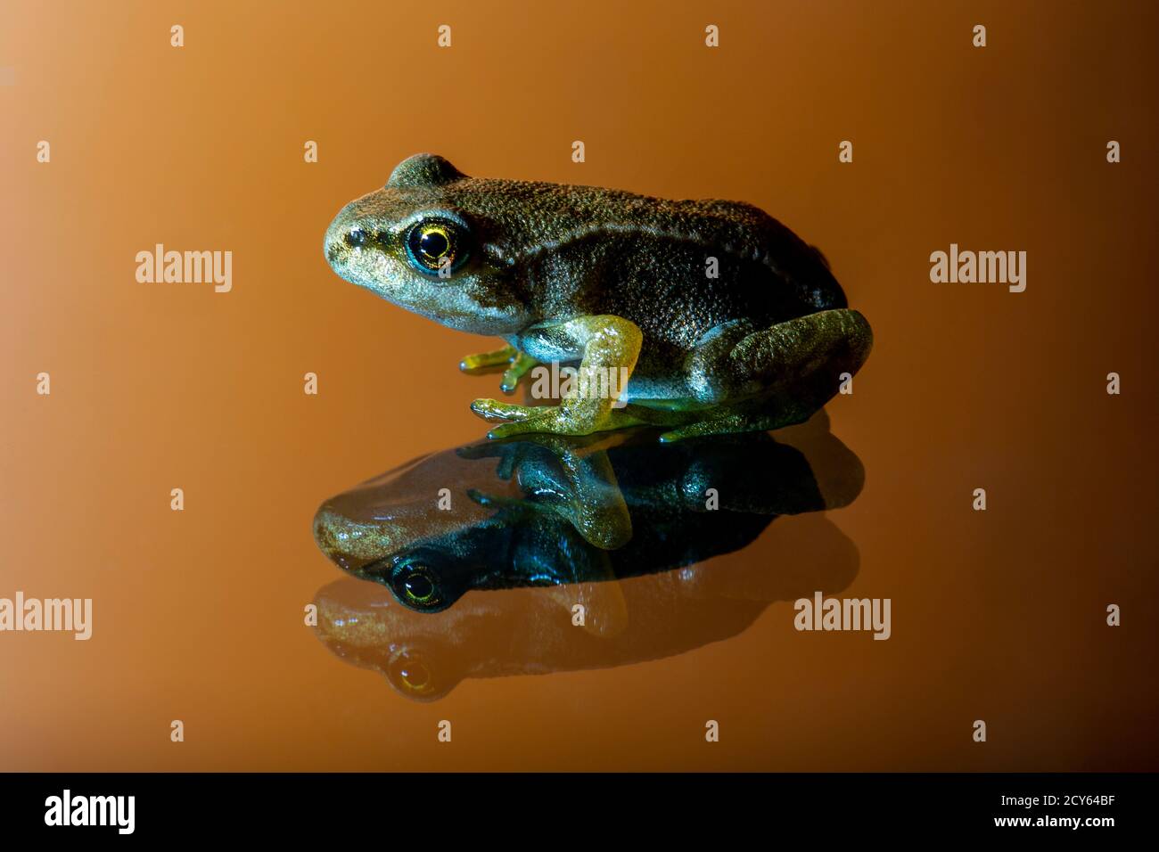Side view of Froglet of the Common Frog (Rana temporaria) with ...