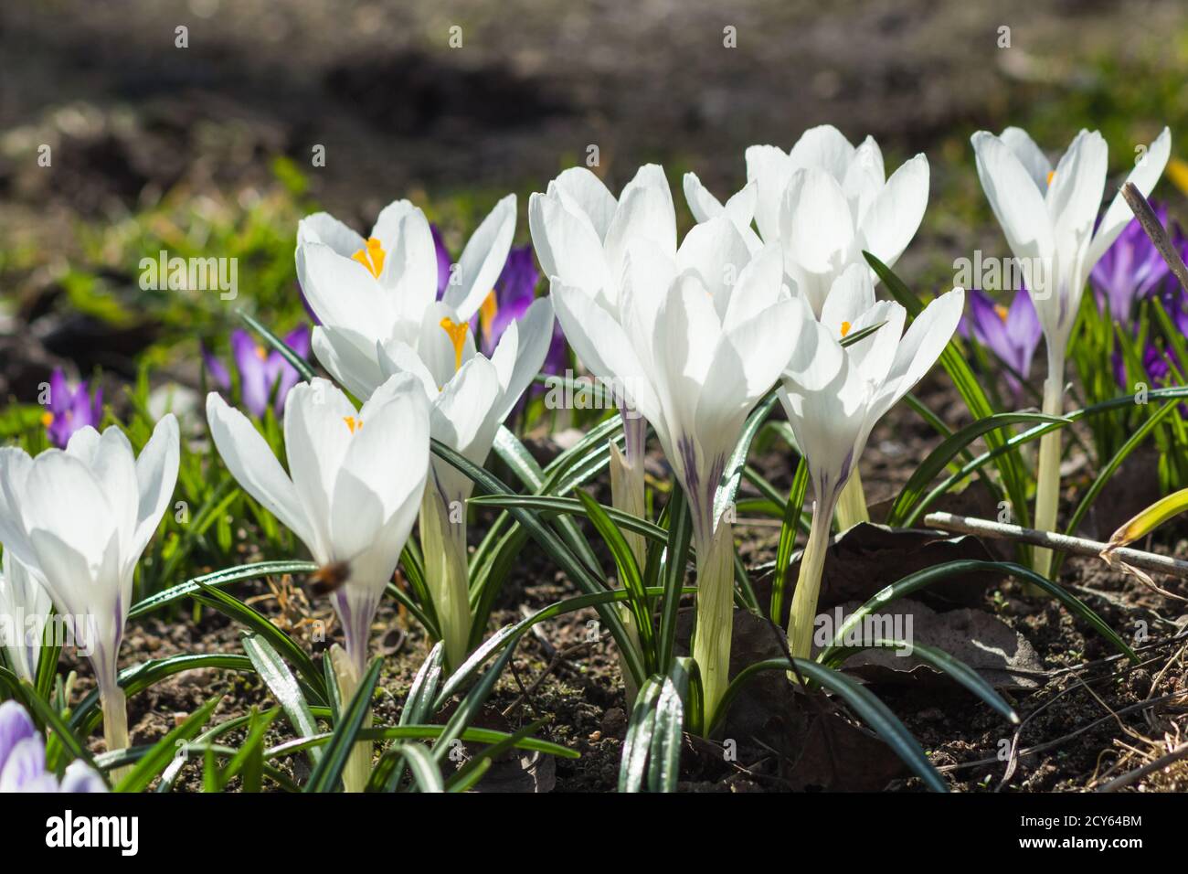 crocuses blooming in the botanical garden in spring Stock Photo - Alamy