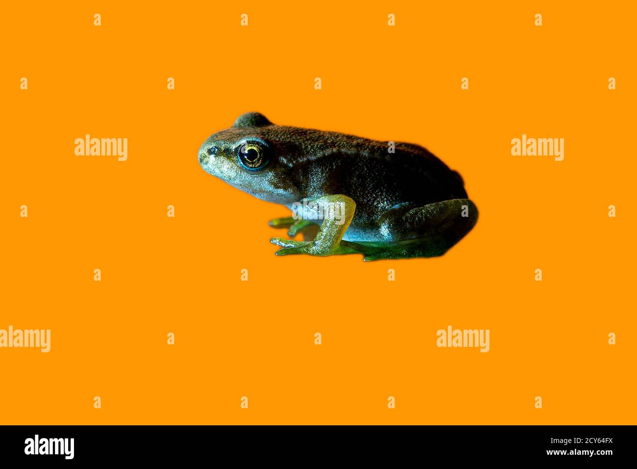 Froglet of the Common Frog (Rana temporaria) Cut out on Orange ...