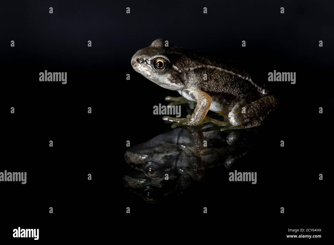 Side view of Froglet of the Common Frog (Rana temporaria) with ...