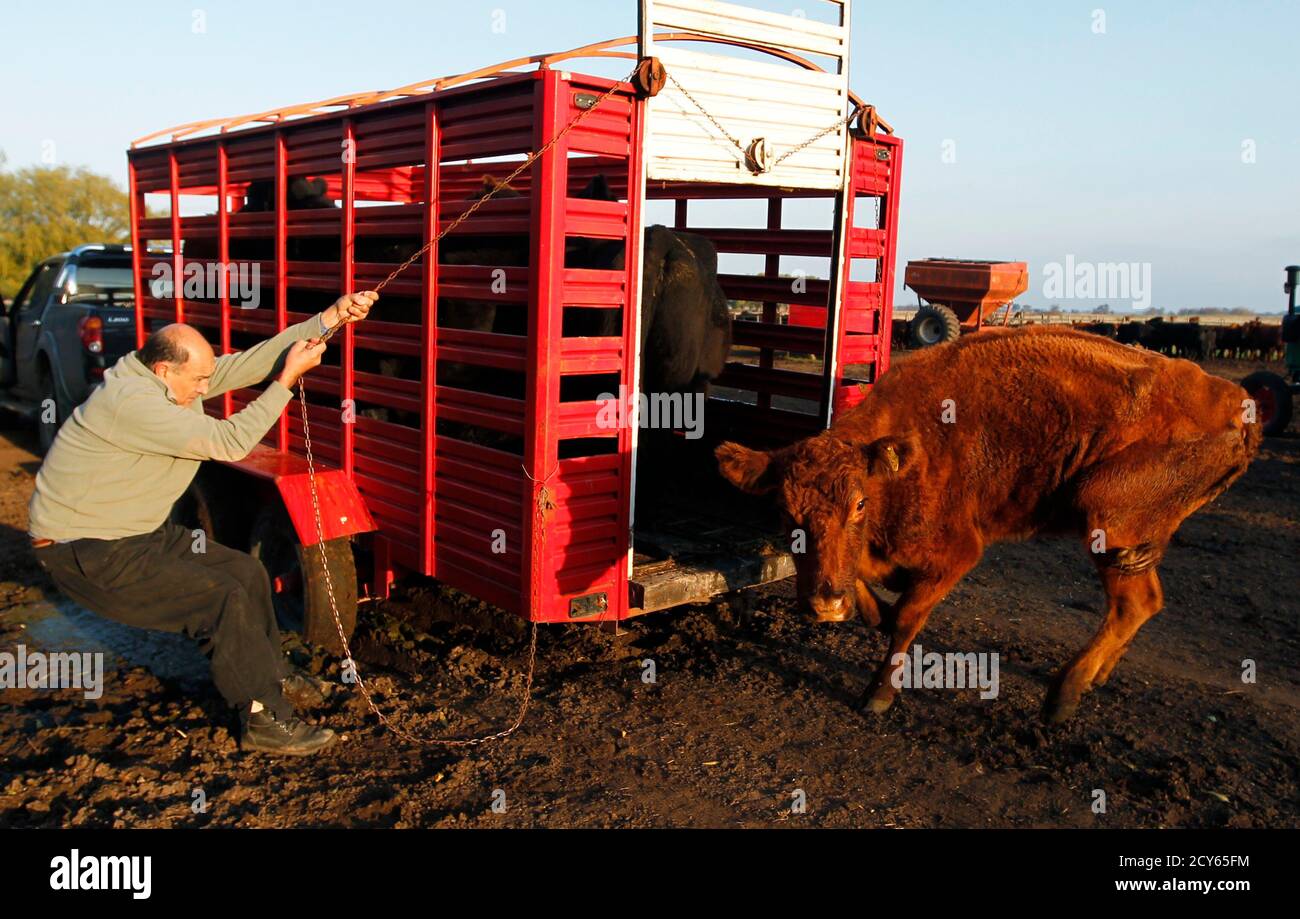 Unloading Cattle High Resolution Stock Photography and Images - Alamy