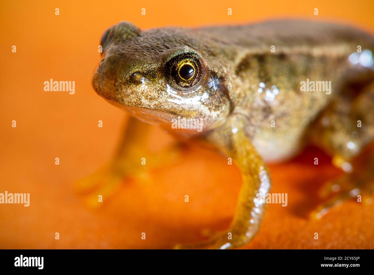 Froglet of the Common Frog (Rana temporaria) Standing Still with Orange ...