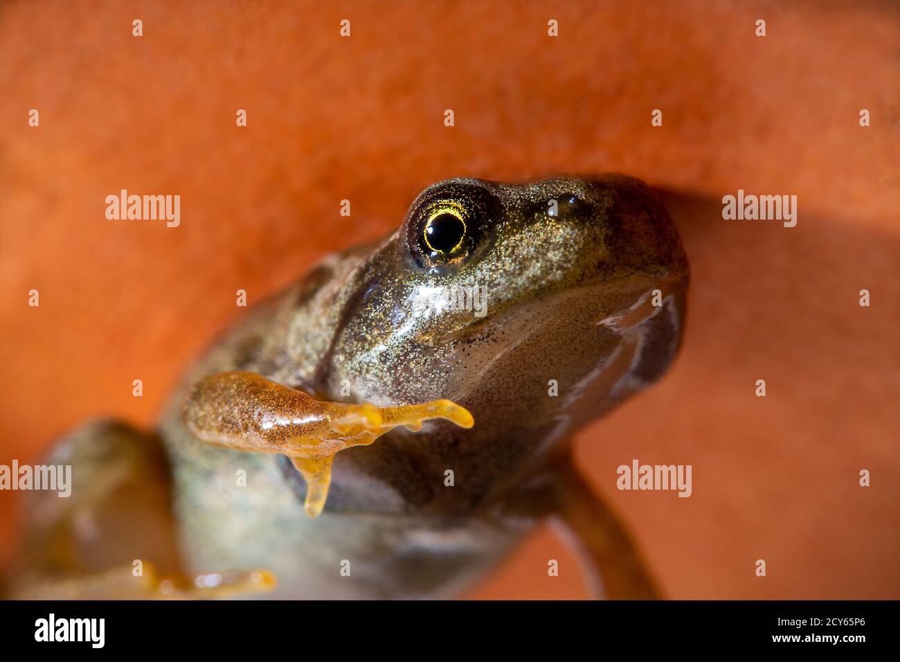 Froglet of the Common Frog (Rana temporaria) Looking Down at the Viewer ...