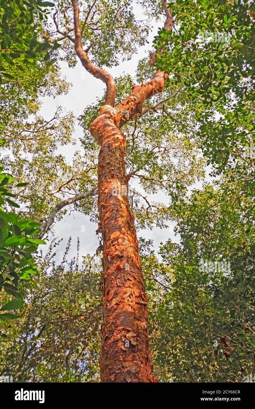Gumbo limbo tree hi-res stock photography and images - Alamy