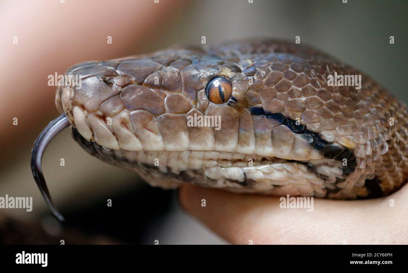 A zoo keeper holds the head hi-res stock photography and images - Alamy