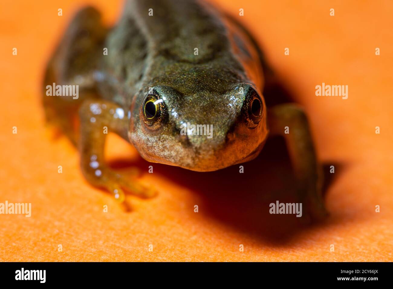 Froglet of the Common Frog (Rana temporaria) Crawling Towards the ...