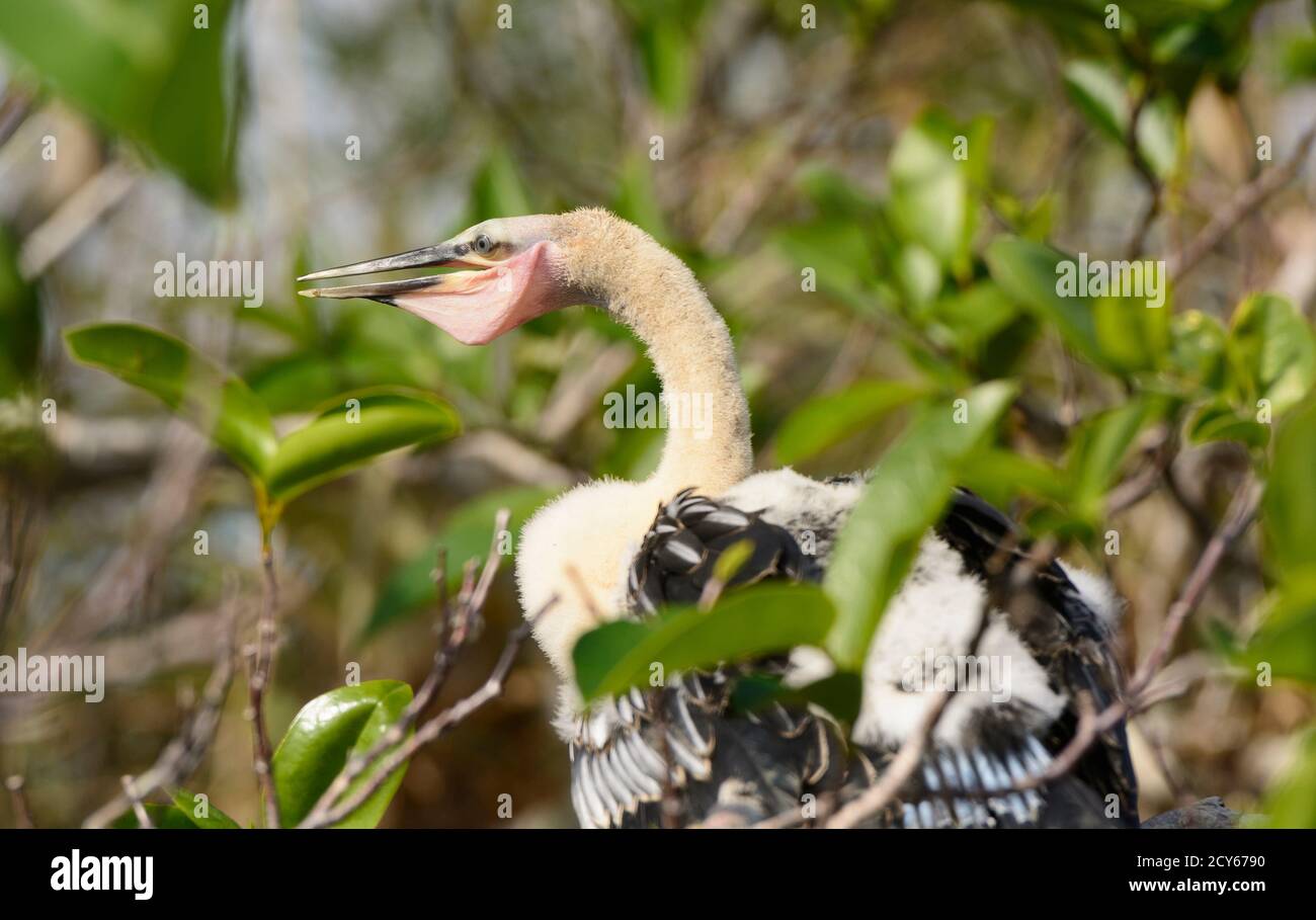 Baby Anhinga on its nest in the Everglades in Florida Stock Photo - Alamy