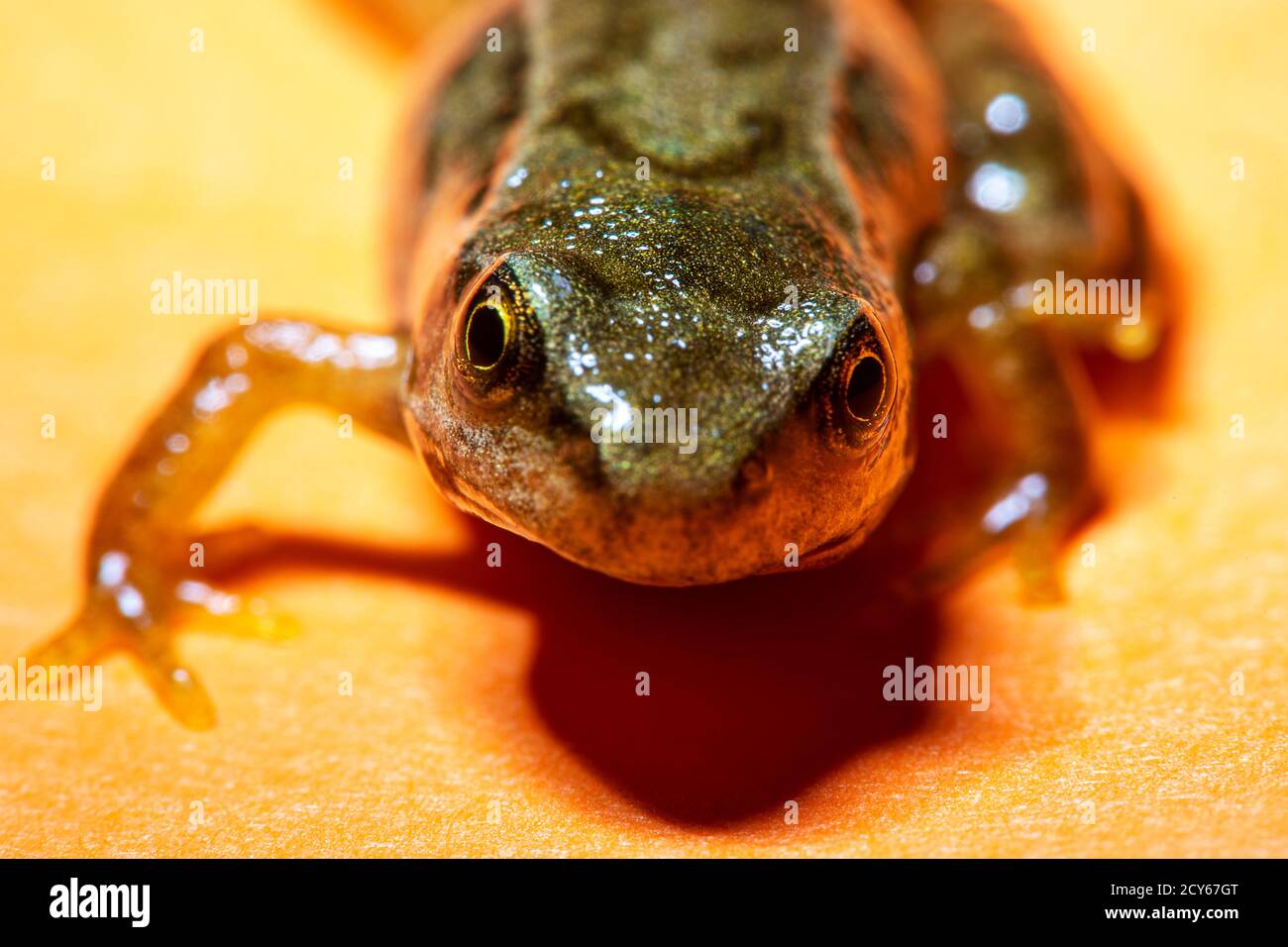 Froglet of the Common Frog (Rana temporaria) Crawling Towards the ...